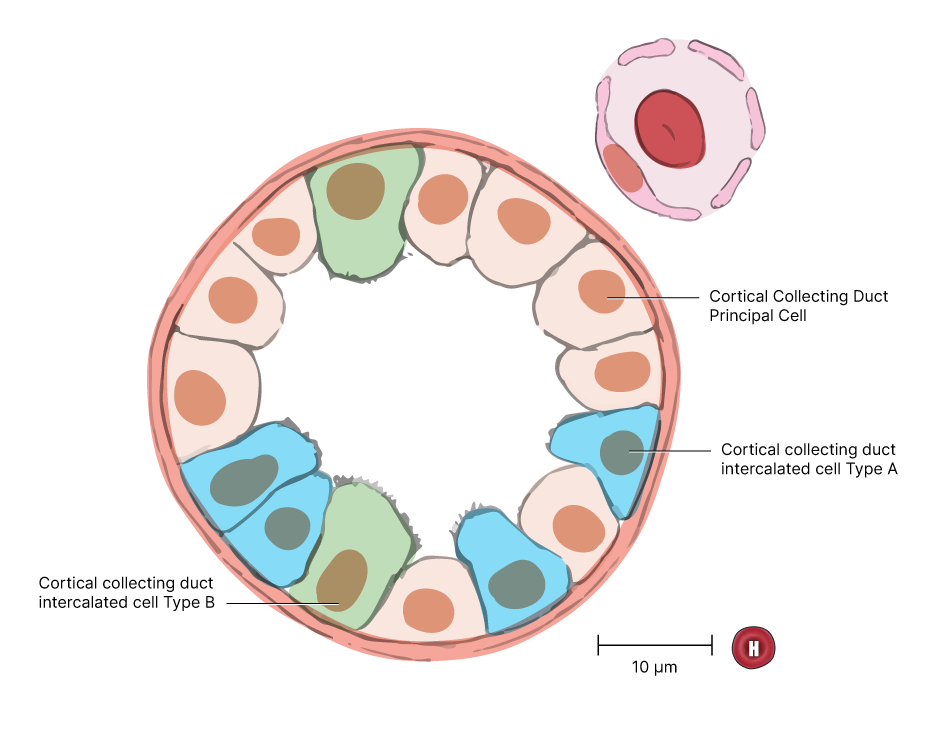 Human Reference Atlas Portal