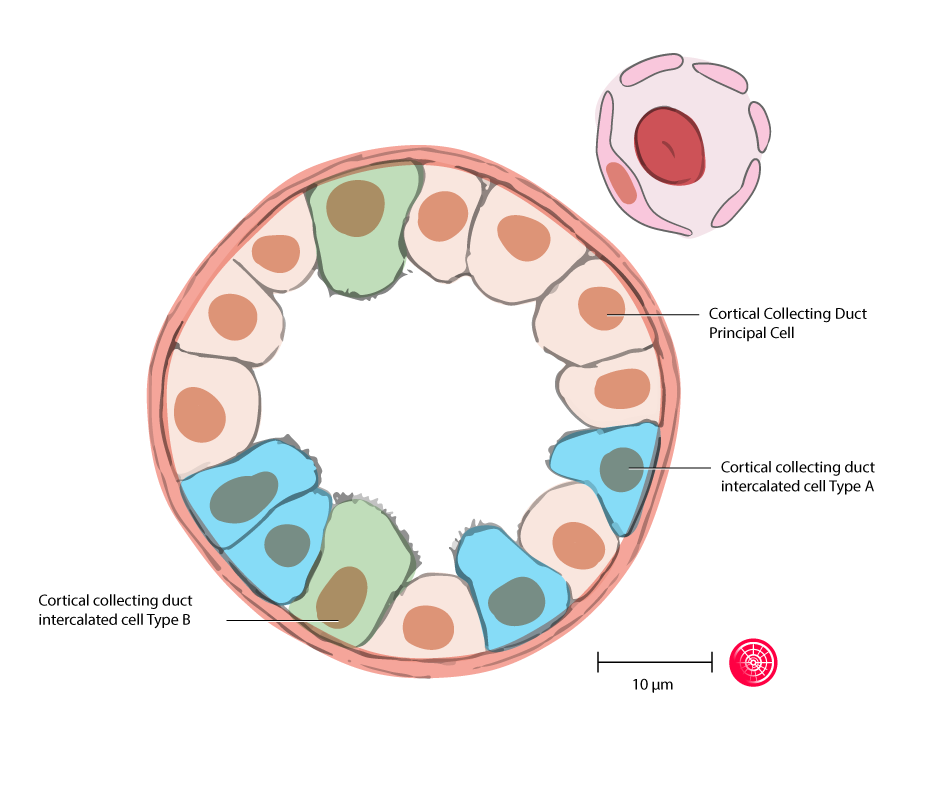 Human Reference Atlas Portal