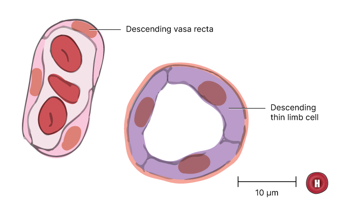 Human Reference Atlas Portal