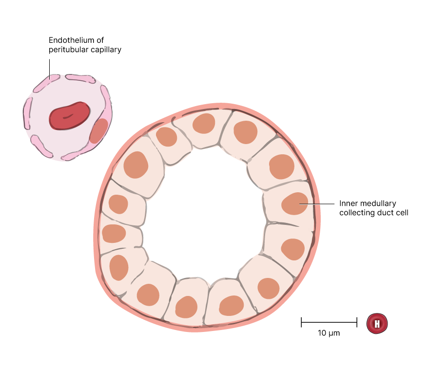 Human Reference Atlas Portal