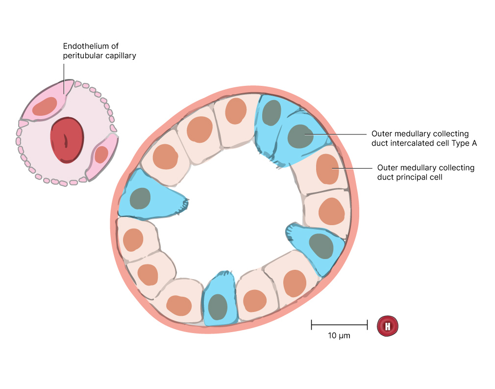 Human Reference Atlas Portal