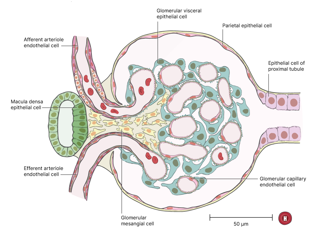 Human Reference Atlas Portal