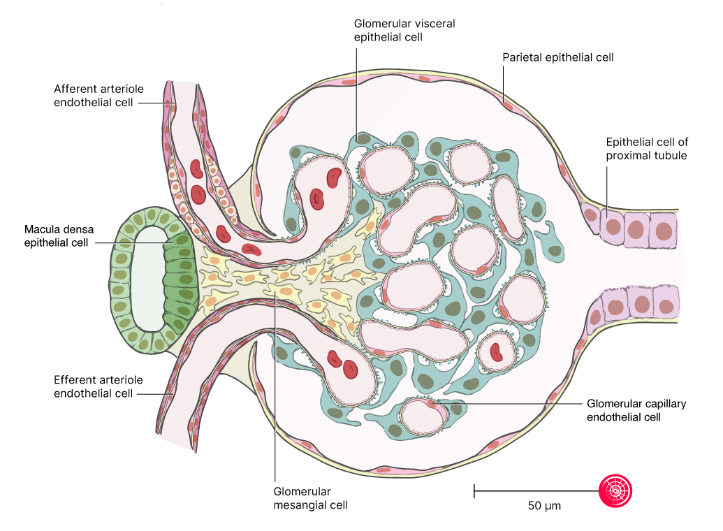 Human Reference Atlas Portal