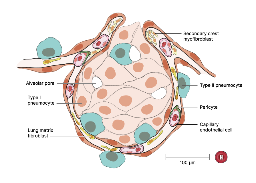 pulmonary alveolar type 2 cell | Cell Details