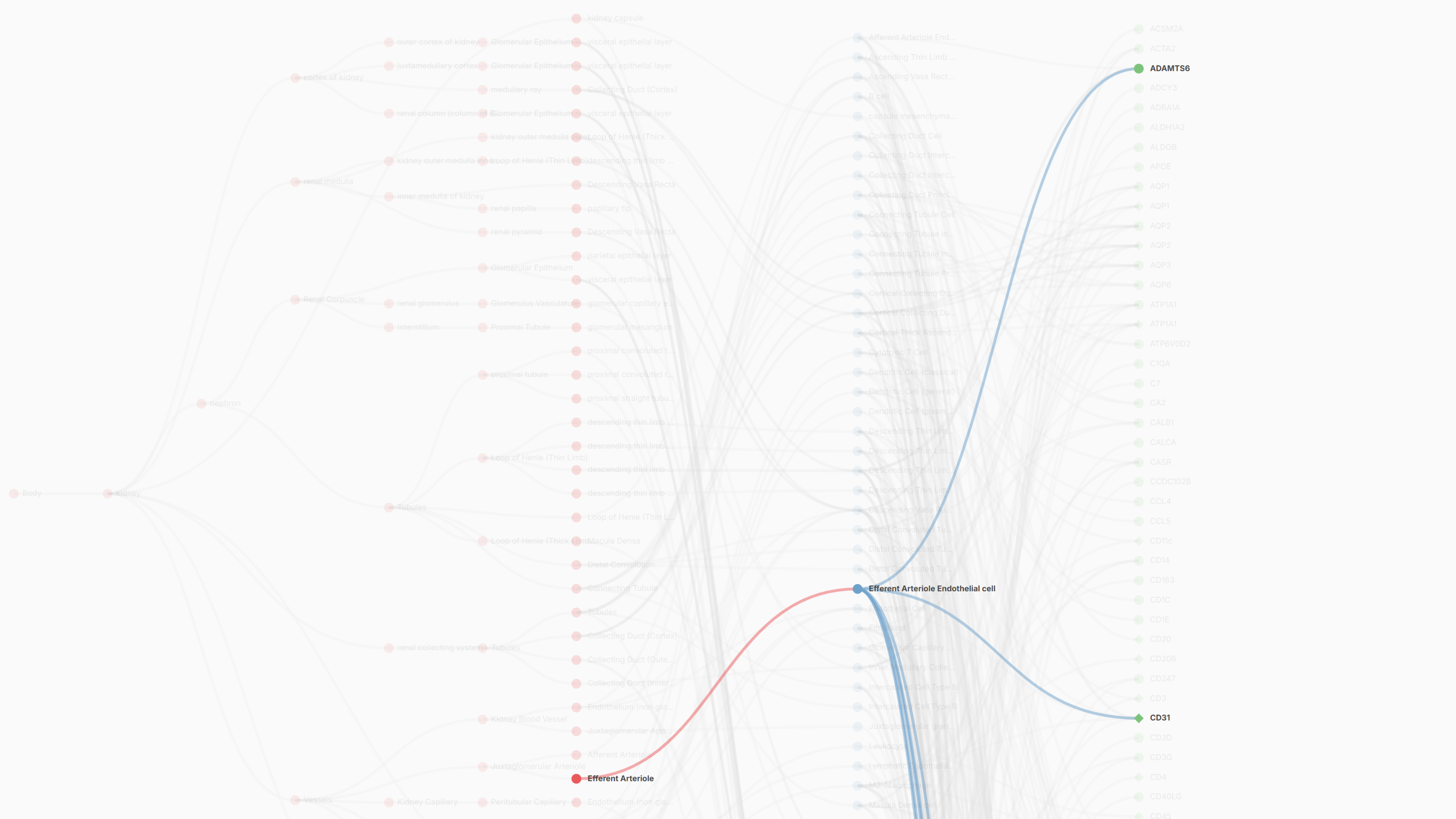 HuBMAP CCF ASCT+B Reporter