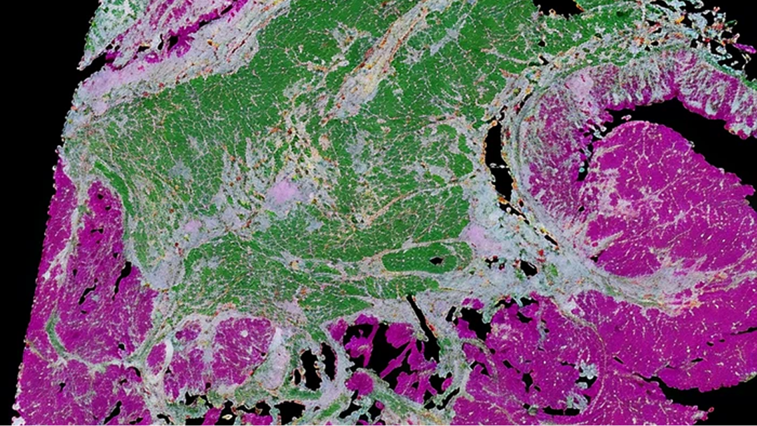 Cell Distance Explorer